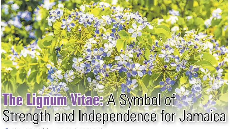 The Lignum Vitae: A Symbol of Strength and Independen­ce for Jamaica ...