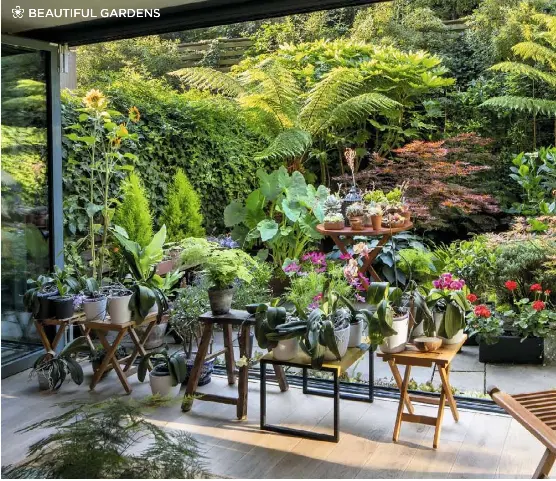 Patio jungle with leafy layers - PressReader