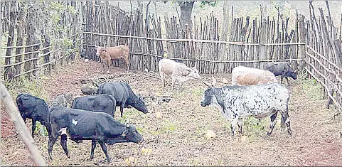 Thandayena, Bawinile’s beautiful lobola ceremony - PressReader