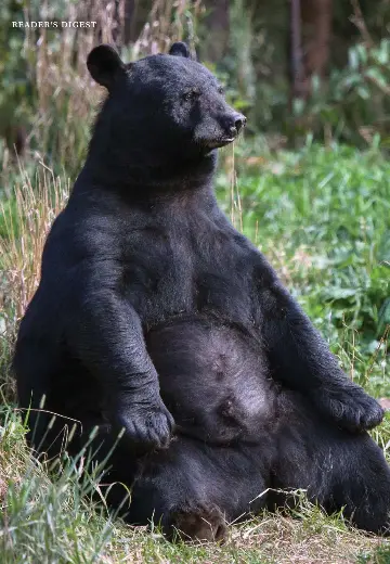 The Bear Who Came to Dinner - PressReader