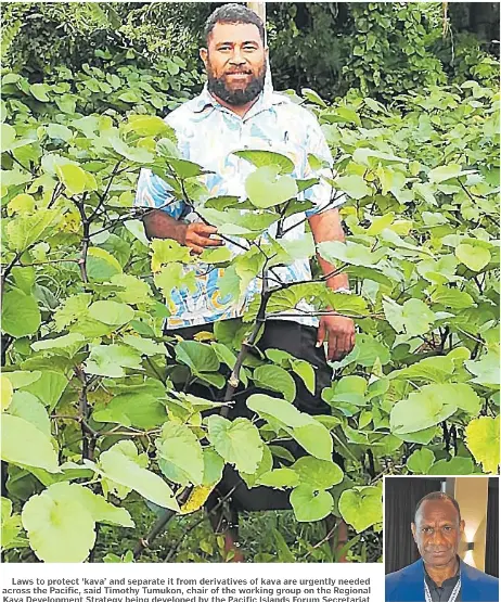 Keeping kava ‘pure’ - PressReader