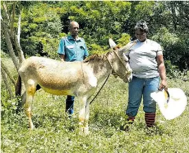St Bess farmer gets her donkey - PressReader