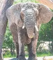Elephants aren't people, but they deserve rights - PressReader