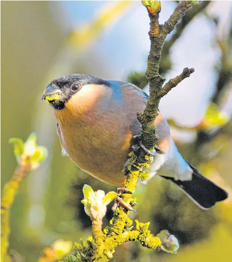 Delightful bullfinche­s – in an incongruou­s setting – prove the benefits of staying faithful to ...