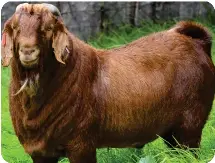 Learn about the Kalahari Red goats - PressReader