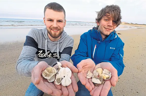 Beach puzzle as urchin shells wash up on shore - PressReader