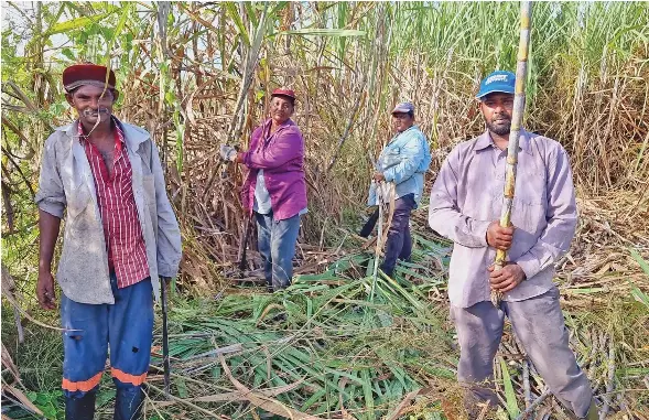 Incentives for Sugarcane Farmers - PressReader