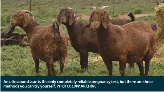 CHECKING FOR PREGNANCY IN GOATS - PressReader