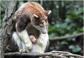 Baby tree kangaroo makes public debut at Bronx Zoo - PressReader