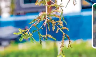 En la siguiente primavera se verá bien ahuehuete: expertos - PressReader