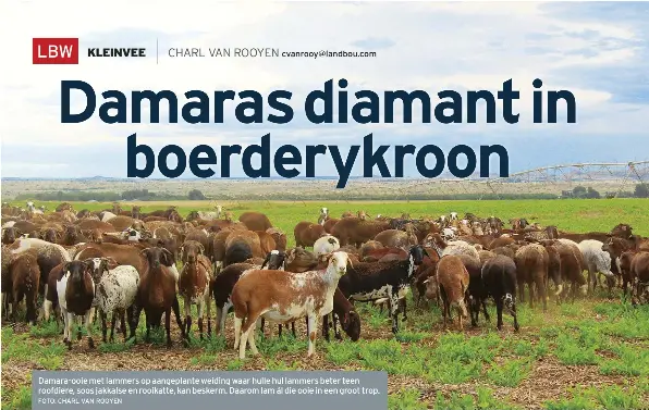 ‘Damaras deur dik en dun’: Moderne vetstertsk­aap dié boere se ...
