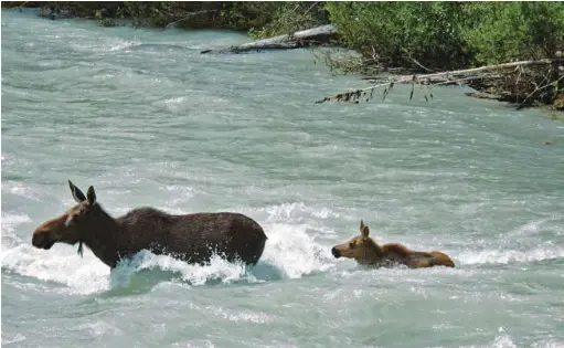 Deciduous Heroes on tour to protect forests - PressReader