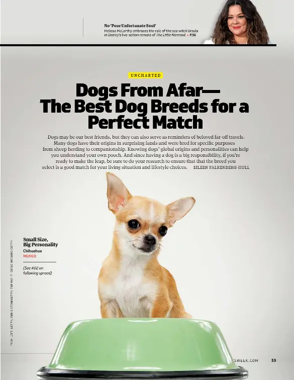 Dogs From Afar— The Best Dog Breeds for a Perfect Match - PressReader