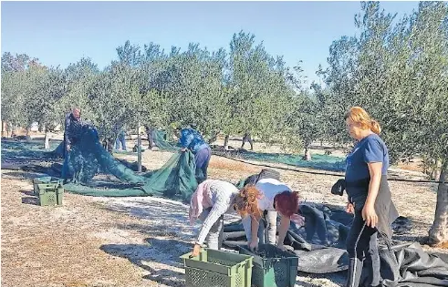 U Ljubuškom najveći maslinik na Balkanu, berba u punom jeku - PressReader