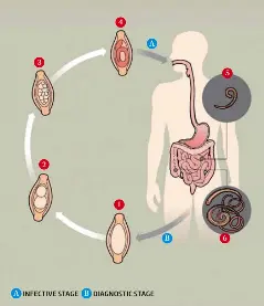 THE LIFE CYCLE OF A WHIPWORM - PressReader