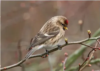 Basic Principles - PressReader