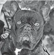 Lane County Pets of the Week: French bulldog, Siamese mix, Calico ...
