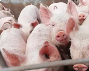 Costs of starting a piggery business - PressReader