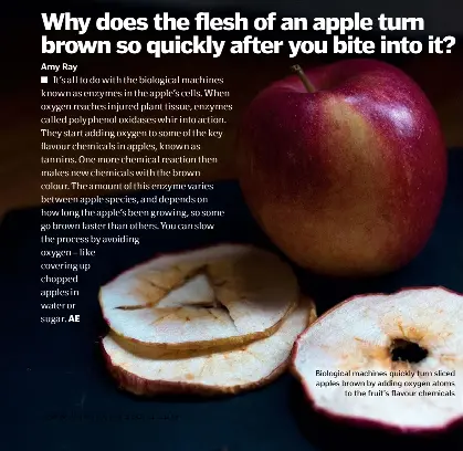 Why does the flesh of an apple turn brown so quickly after you bite ...