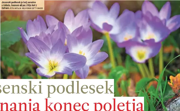 Jesenski podlesek oznanja konec poletja - PressReader