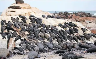 Large number of Cape fur seals die - PressReader