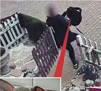 Thief f lees family home with chihuahua puppy stuffed into rucksack - PressReader