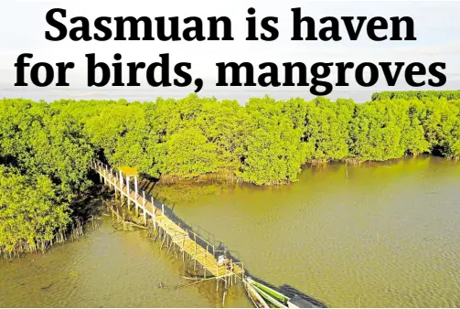 SASMUAN IS HAVEN FOR BIRDS, MANGROVES - PressReader