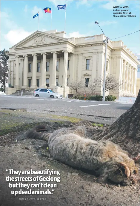 Council at a loss to find dead possum - PressReader
