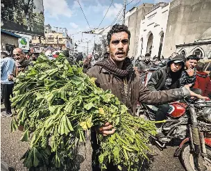 In Gaza, the Hungry Rely on a Humble Plant - PressReader