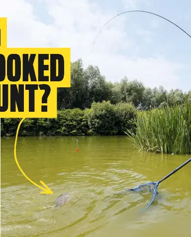 TALKING POINT Should foul-hooked fish count in matches or as specimen ...