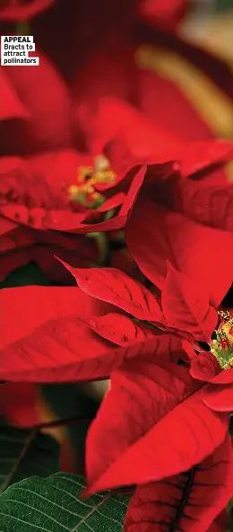 Make the most of your poinsettia, a sure sign of the festive fun to come Let’s get reddy for ...