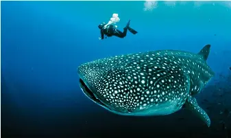 THE GENTLE GIANT - PressReader