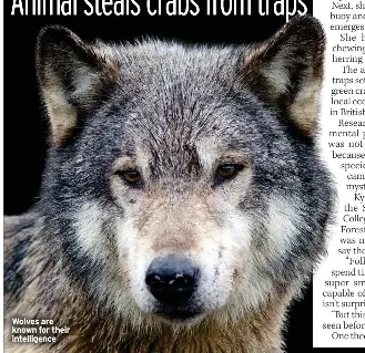 Wolf of haul street... - PressReader