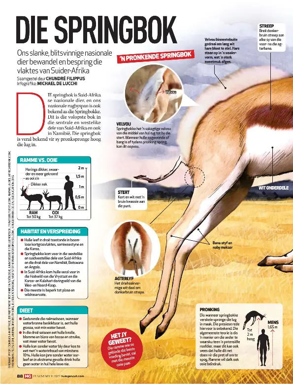 DIE SPRINGBOK - PressReader