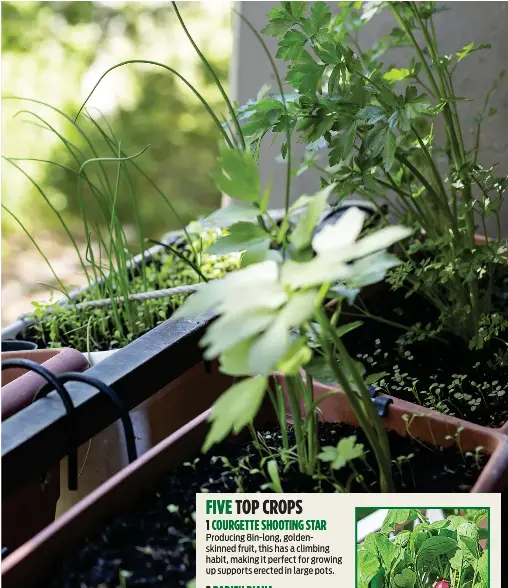 FIVE TOP CROPS - PressReader