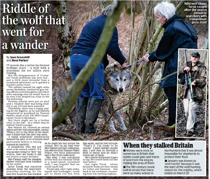 Riddle of the wolf that went for a wander - PressReader