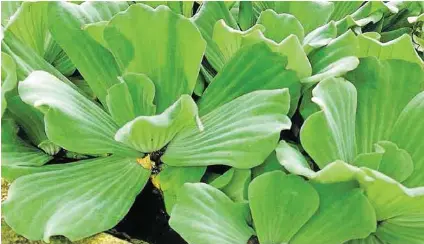 ‘National crisis’ as weed grows - PressReader