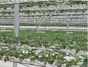 B.C. farmer says vertical farming offers the prospect of strawberry fields forever - PressReader