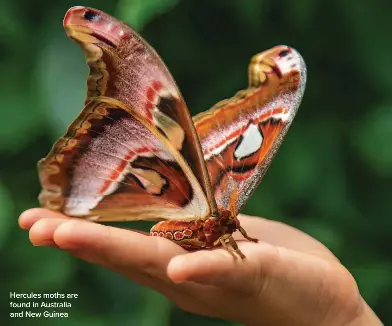 What is the largest moth? - PressReader