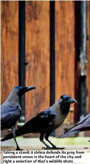 Off the beaten track for leopard or dragonfly - PressReader