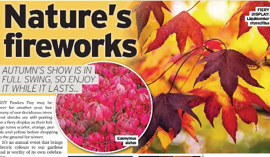 ASK DIARMUID - PressReader