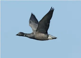 Basic Principles - PressReader