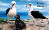 Midway Atoll - PressReader