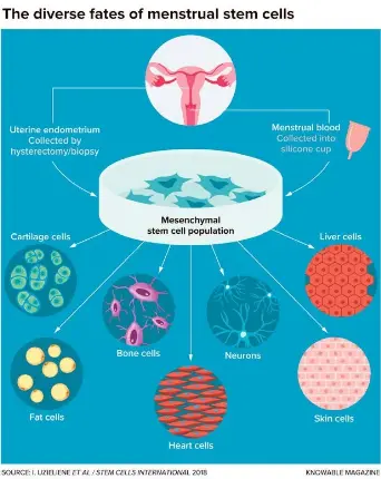 The untapped potential of stem cells in menstrual blood - PressReader