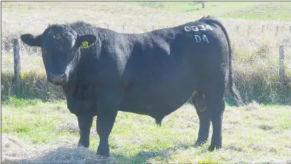Dandaloo stud bulls ready for auction - PressReader