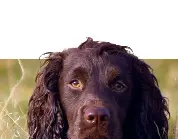 Choosing a stud dog - PressReader