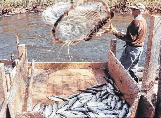 Fishing for gaspereau - PressReader