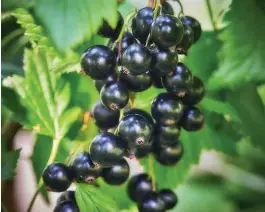 A currant affair - PressReader