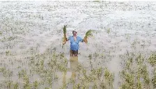 PMFBY to cover crop damage by wild animals, paddy inundation - PressReader