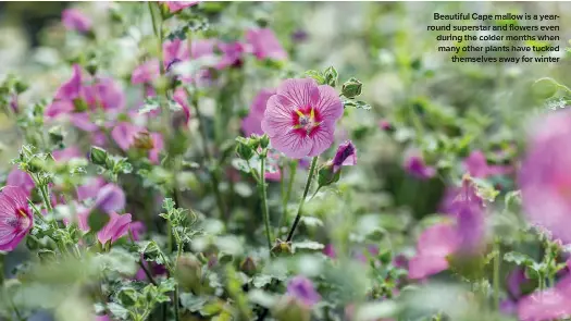 The mellow mallow with year-round charm - PressReader